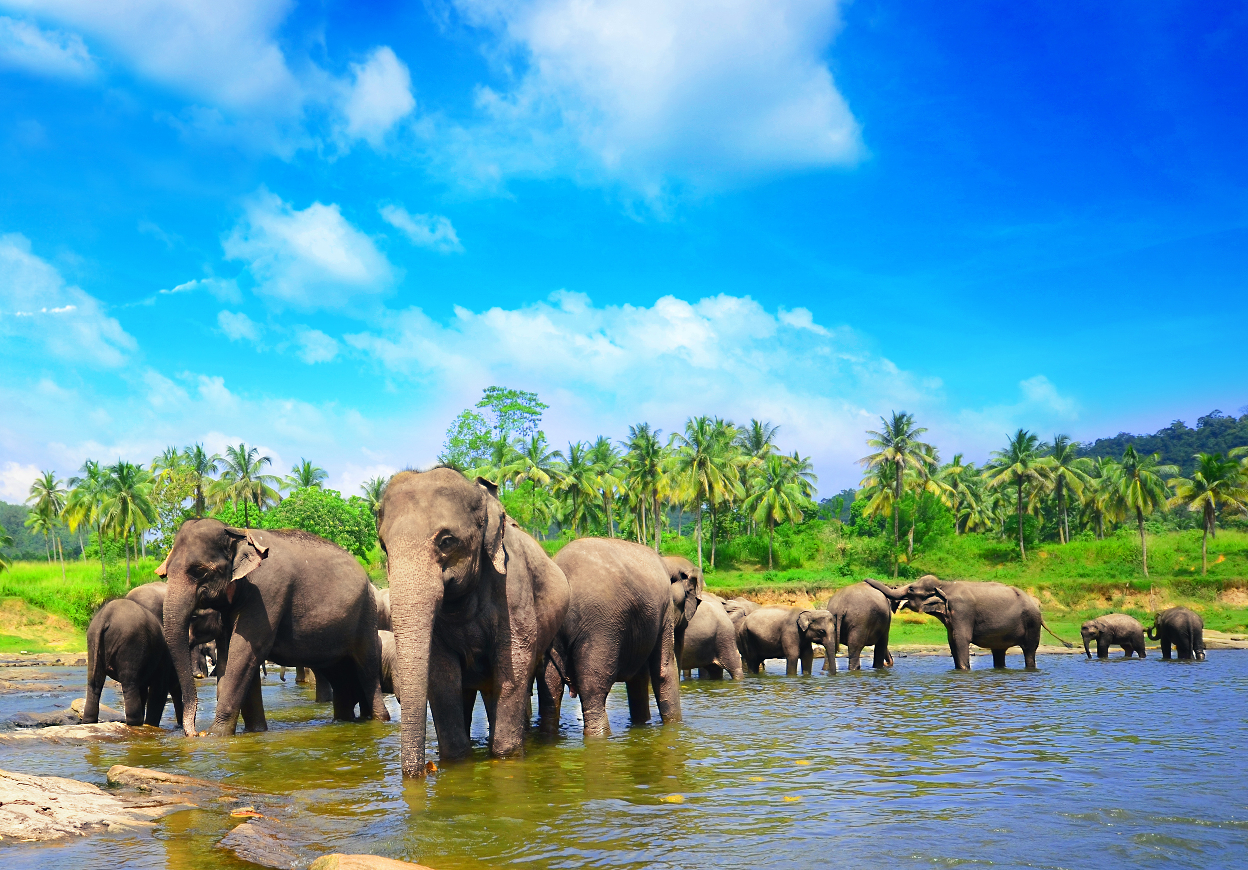 Ron Atapattu Returns to Racing with Elephant Conservation Awareness ...