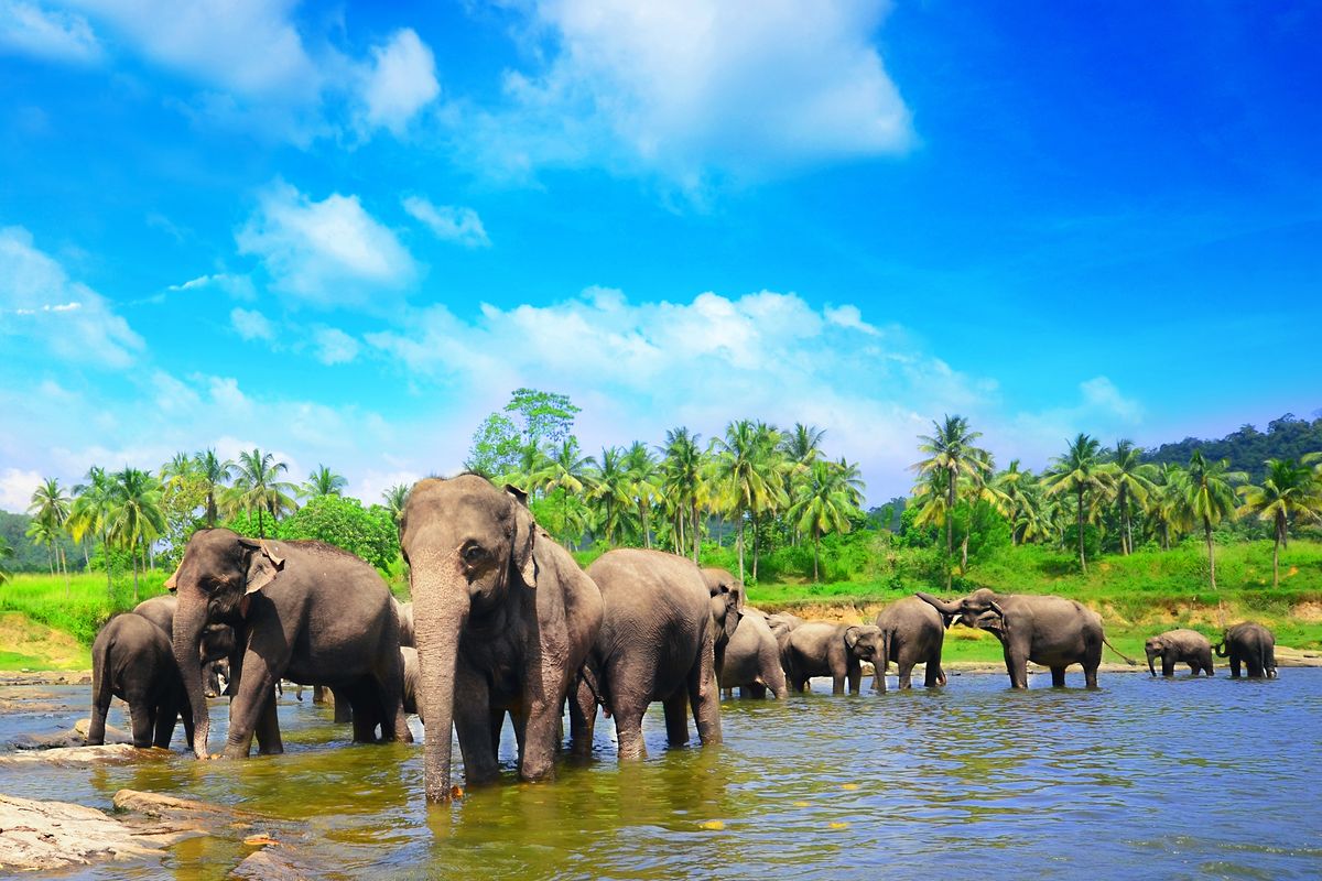 Ron Atapattu Returns to Racing with Elephant Conservation Awareness ...